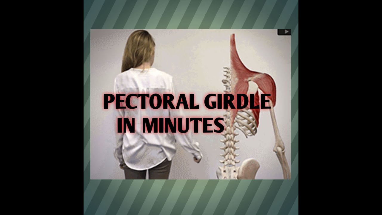 Pectoral Girdle In Minutes With Animation In Hindi And English Bio pectoral-girdle-in-minutes-with-animation-in-hindi-and-english-bio