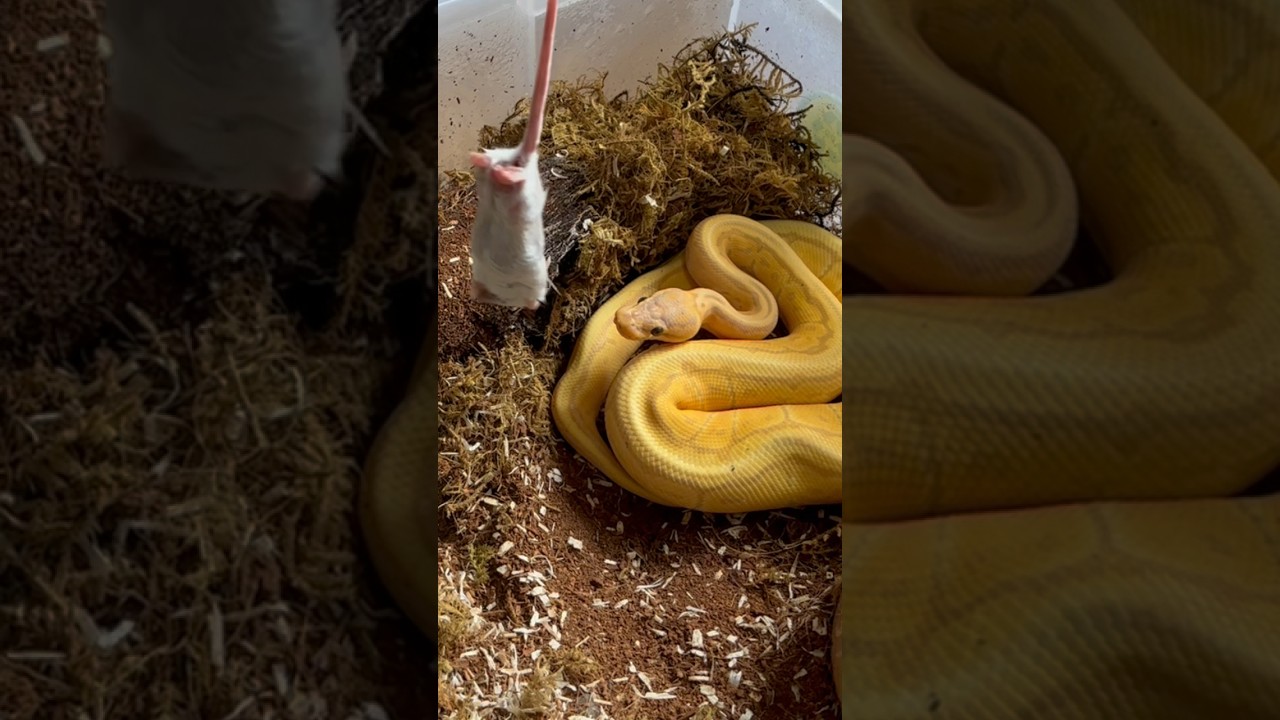 DRAKKON | Royal Python | #strike #short 1/2 (31.08.23) - YouTube