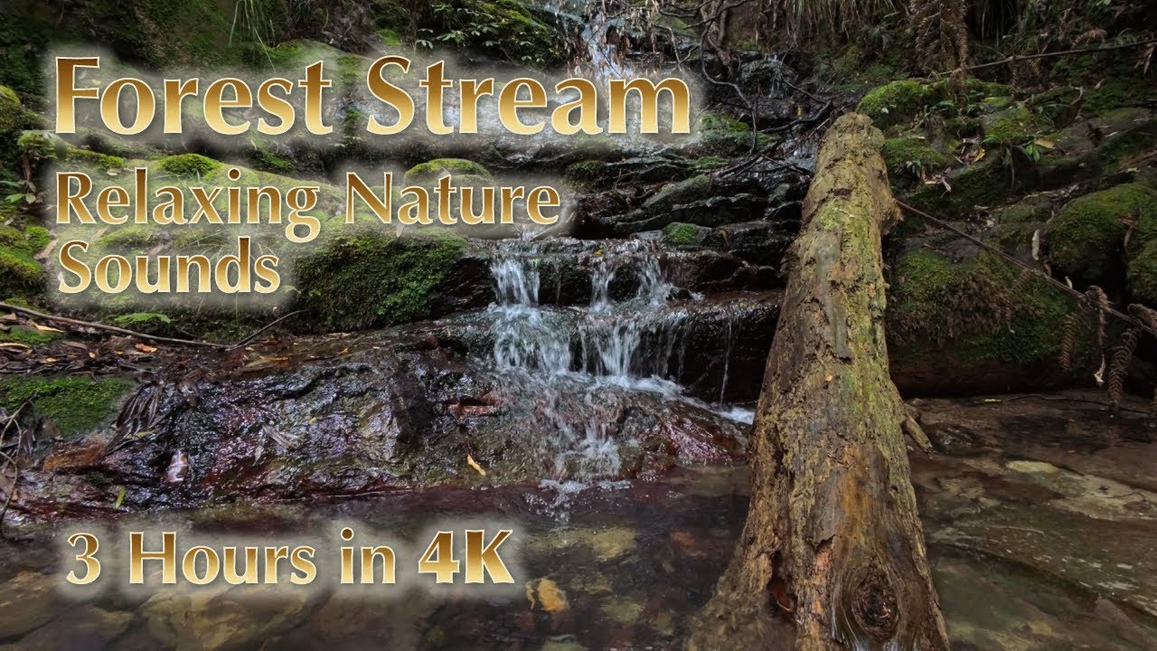 Calm Forest Stream with Flowing Water • 3H of Natural Sounds for Sleep ...