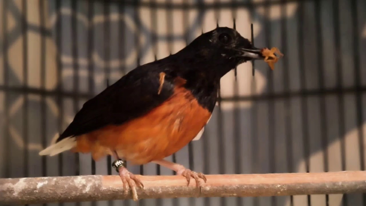 Terbaik Masteran Paling Diminati suara (Kinoy & Pentet Macan) untuk MB ...