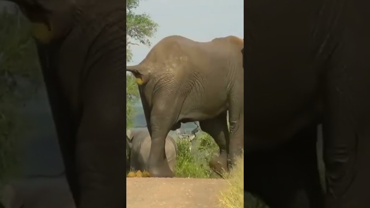 Elephant Pooping Peeing #shorts - YouTube