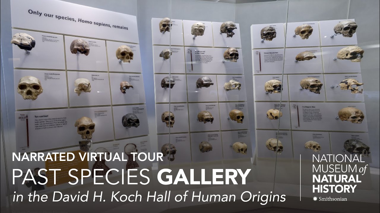 Hominid Evolution Smithsonian