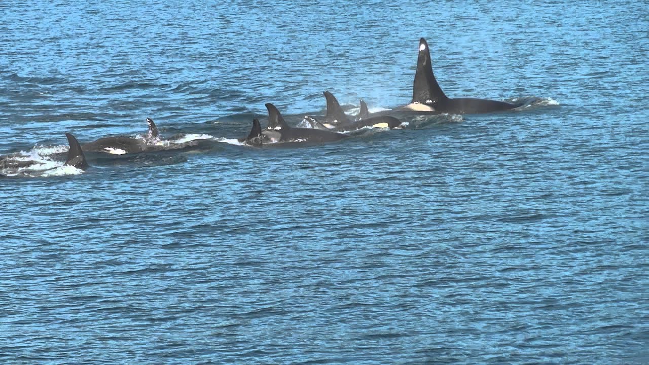 Pod Of Orcas - Resurrection Bay, Alaska 2014 - YouTube