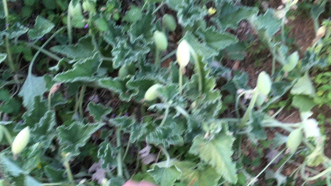 Ecballium elaterium seed dispersal (Διασπορά σπόρων πικραγγουριάς ...