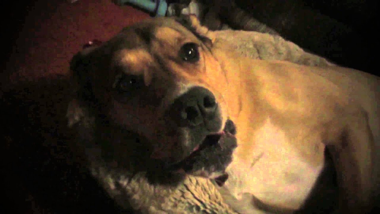 Jesse Screaming - YouTube