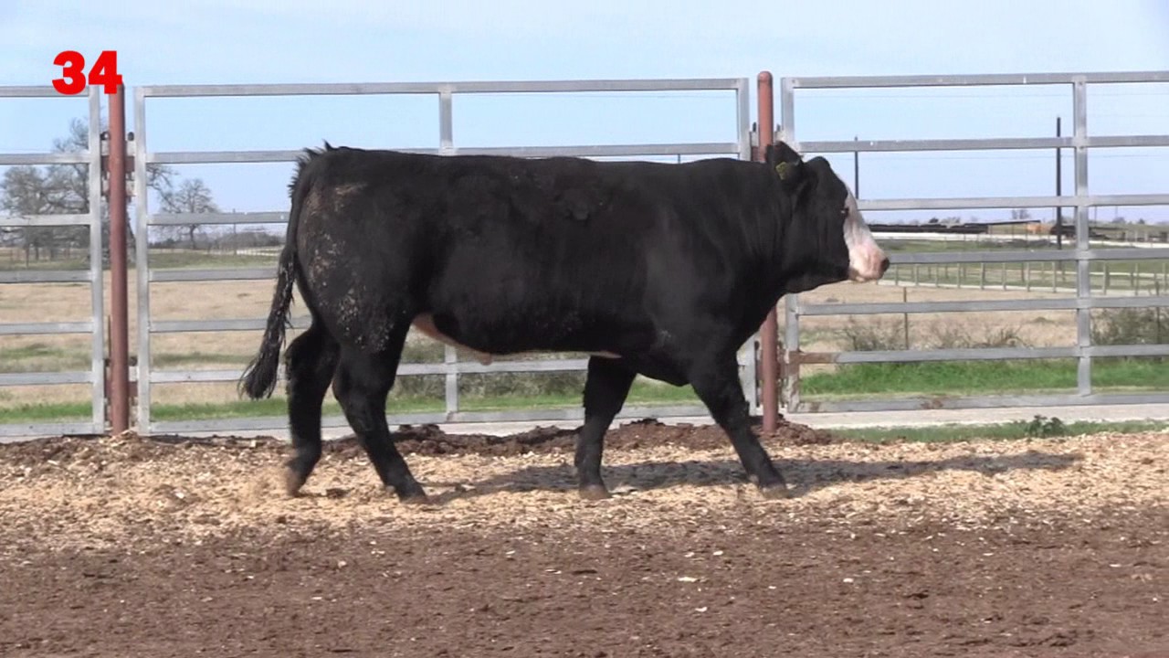 Lot 34 - Cattlemen's Kind Bull Sale 2017 - YouTube