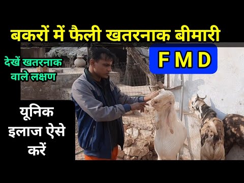 Fmd Treatment in Goats - YouTube