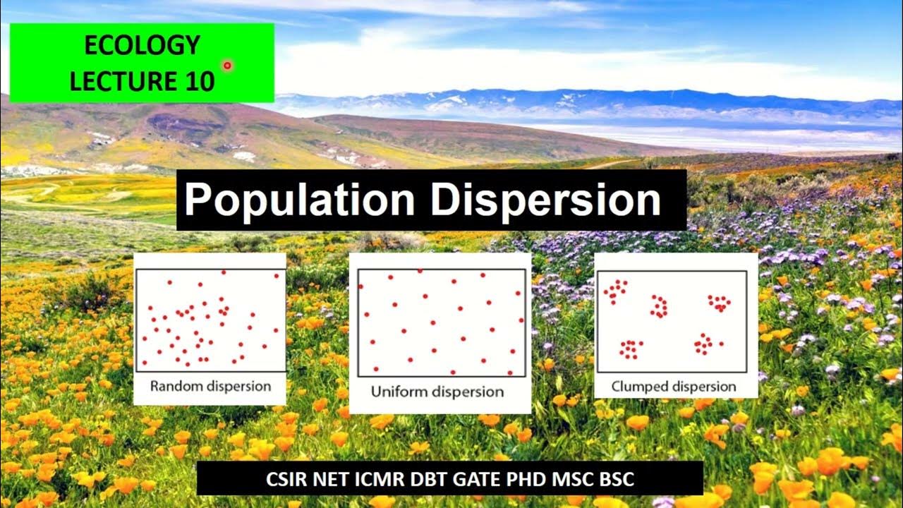 POPULATION DISPERSION||| UNIFROM|| RANDOM|| CLUMED|| POPULATION ECOLOGY - YouTube