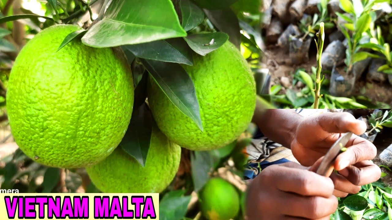 Vietnam Malta Lemon Plant/Vietnam Malta Grafting Proces/Vietnam Malta ...