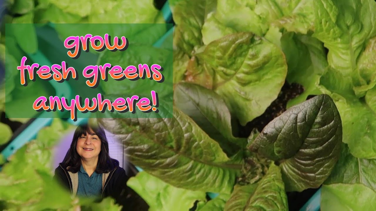 Hydroponic Lettuce Grow from Seed to Harvest using the Ebb and Flow ...