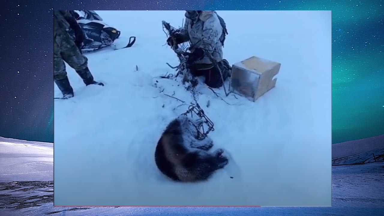 wolverine trapping II - YouTube