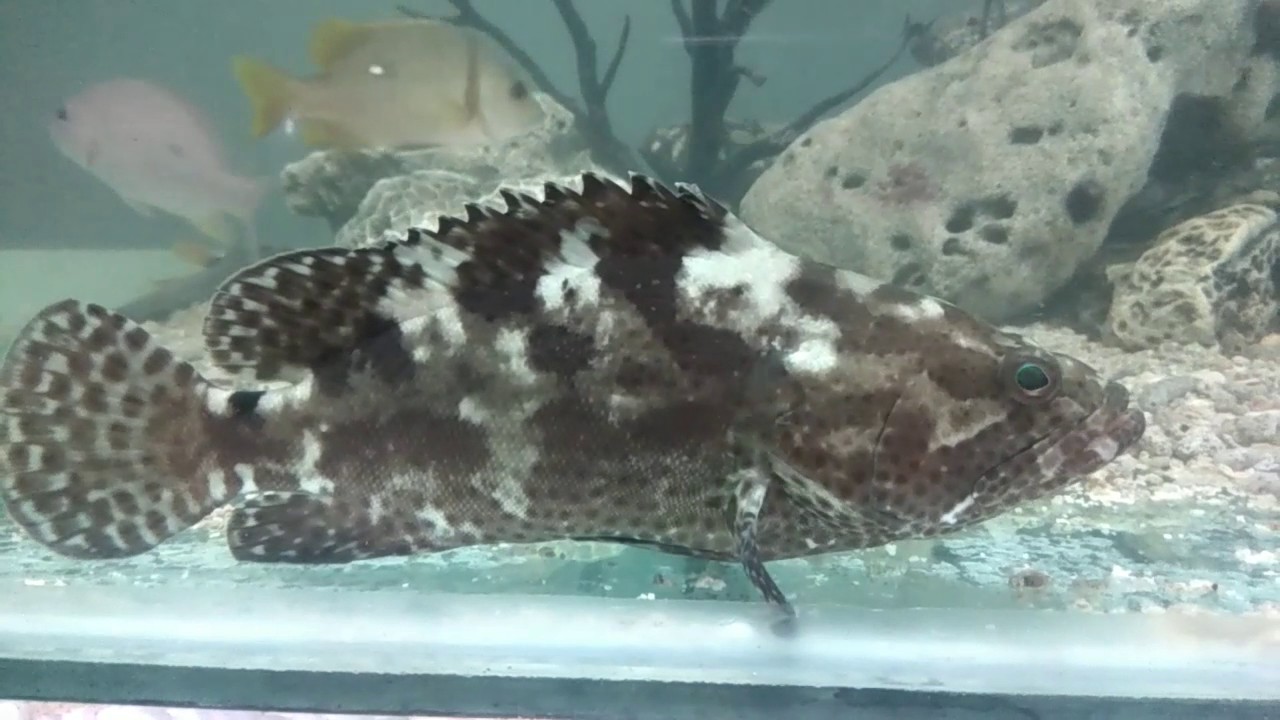Freshwater grouper tank - YouTube