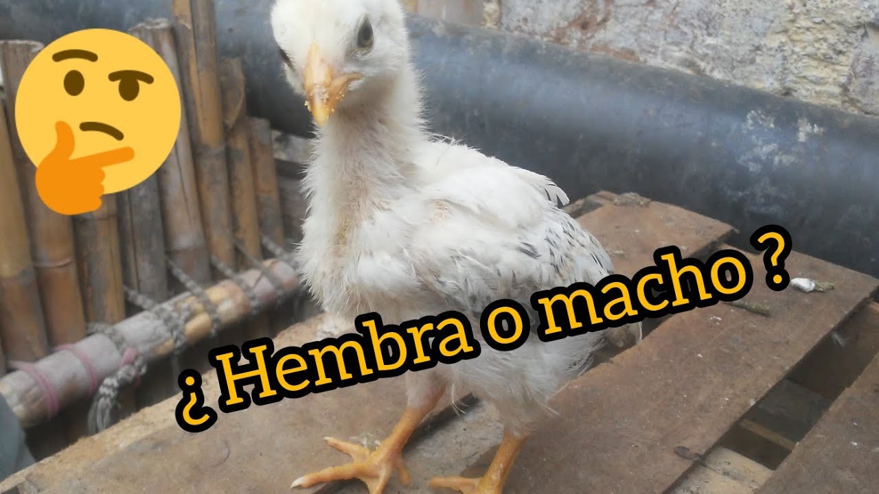 ¿Cómo saber si un POLLITO será HEMBRA O MACHO 🐤🐥? , así lo identifico ...