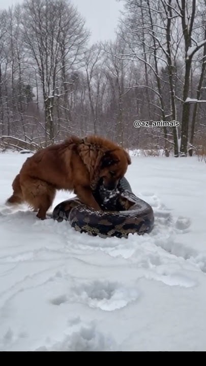 Fierce dog vs giant anaconda #shortsvideo #shorts #short #viralvideo # ...