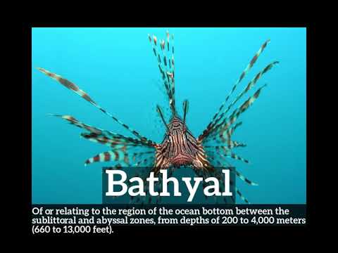 How Does Bathyal Look? | What is Bathyal? | How to Say Bathyal in ...