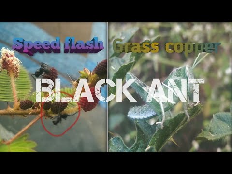 Black ant speed like flash। Normal&slow motion video।#nature #ants # ...