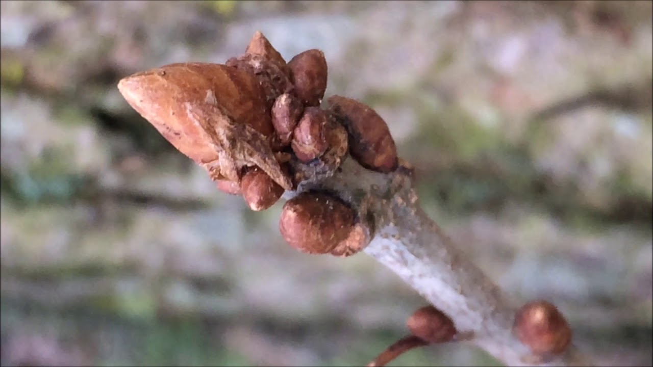 Sessile oak (Quercus petraea) - buds close up - December 2017 - YouTube