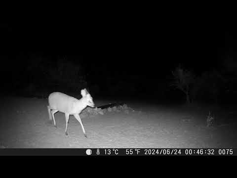 24 June 2024 duiker