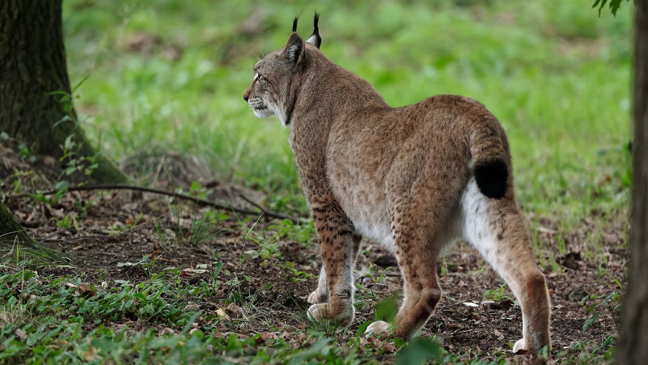 Eurasian Lynx - Europese Lynx 2022 (part 2) - YouTube