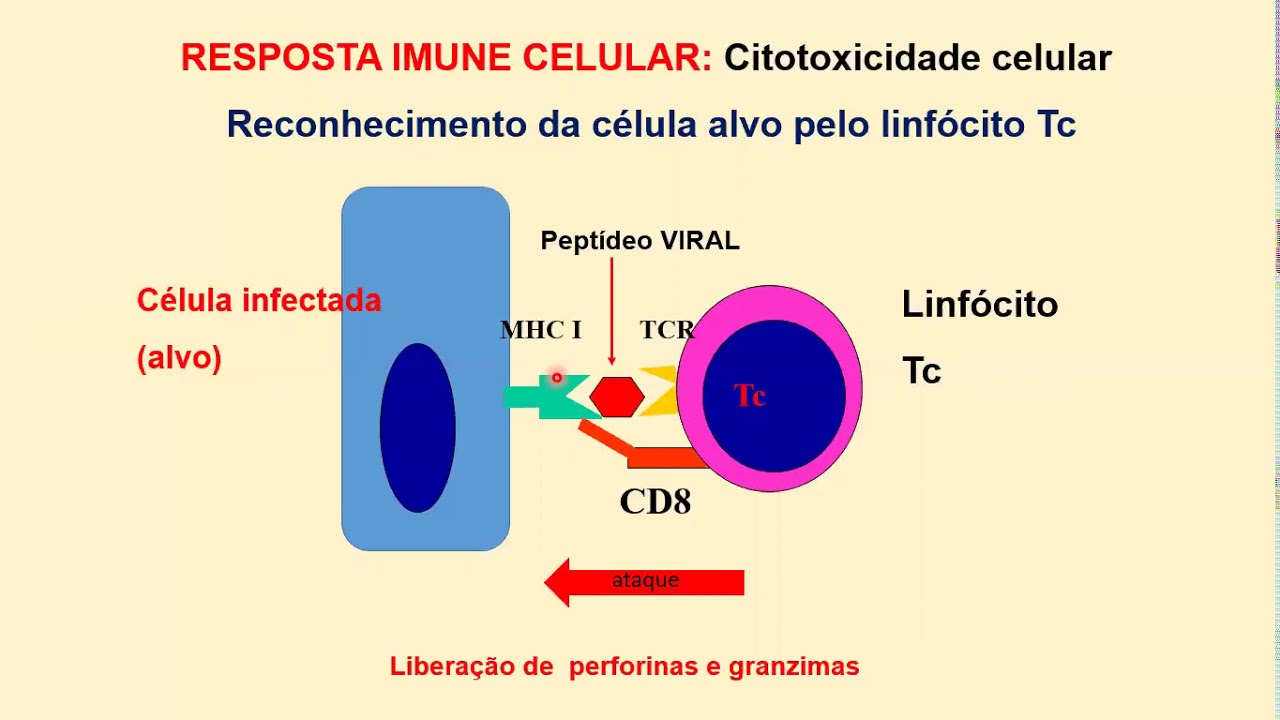 Resposta Imune Humoral Gallus Gallus Domesticus: Immune System And Its