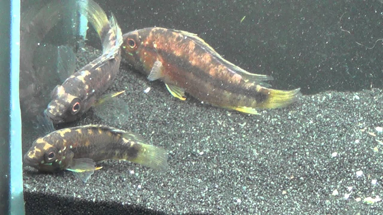 apistogramma sunset - YouTube
