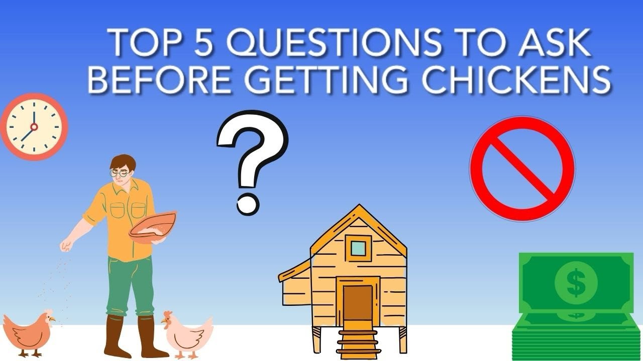 Top 5 Questions to ask before getting Backyard Chickens - YouTube