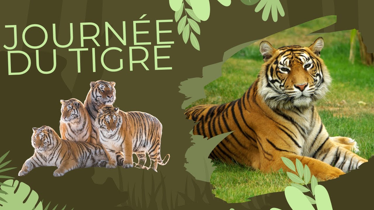 Le Tigre : Le Plus Grand Félin Sauvage au Monde et Maître de l’Embûche ...