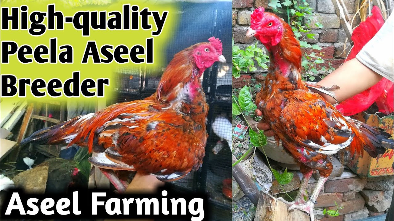 High-quality Peela Aseel Breeder /#poultryfarming #miawaliasaeel # ...