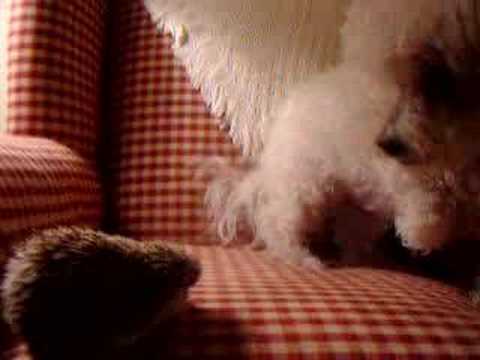 My Dog is a Wimp - YouTube