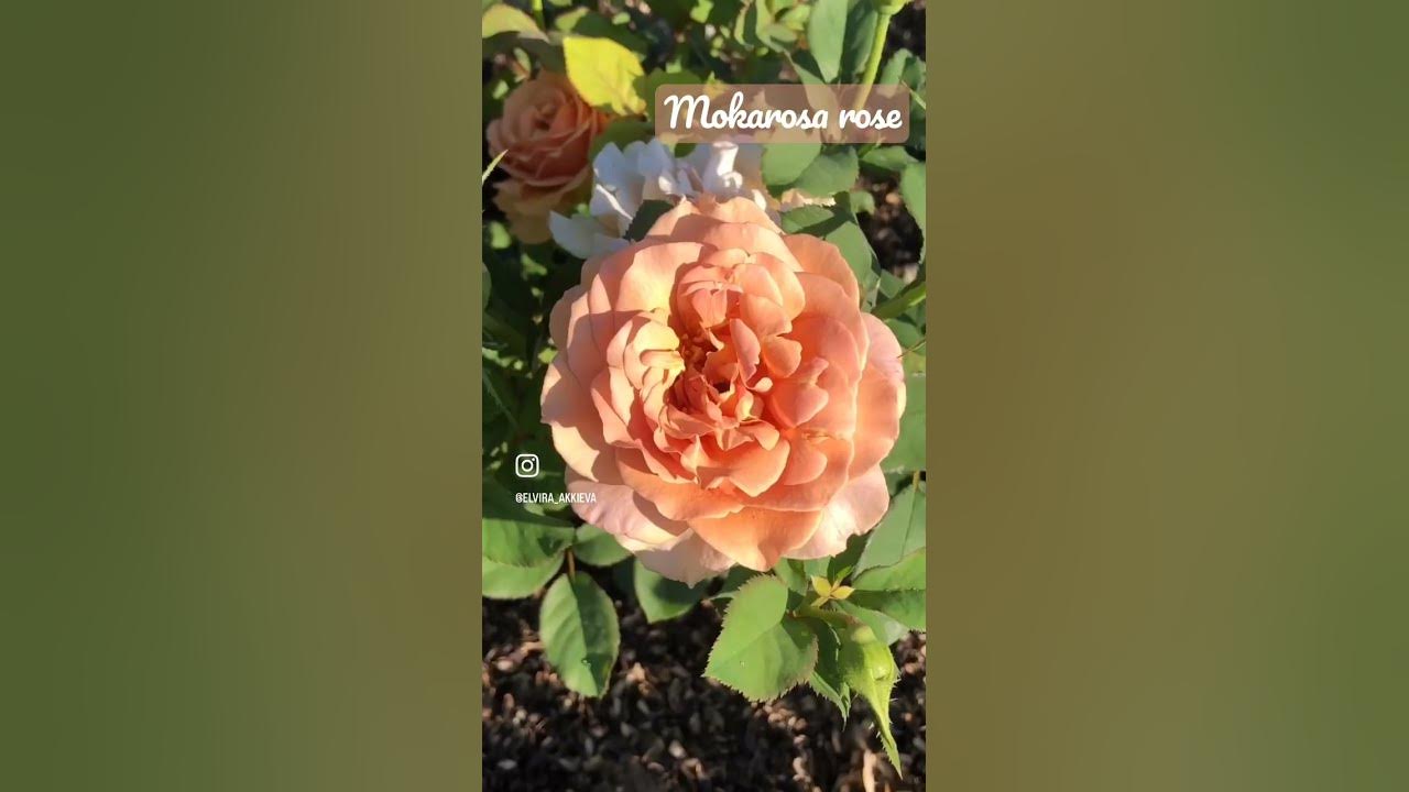 Роза Мокароза \ Mokarosa rose #roses #питомникроз #garden #flower - YouTube