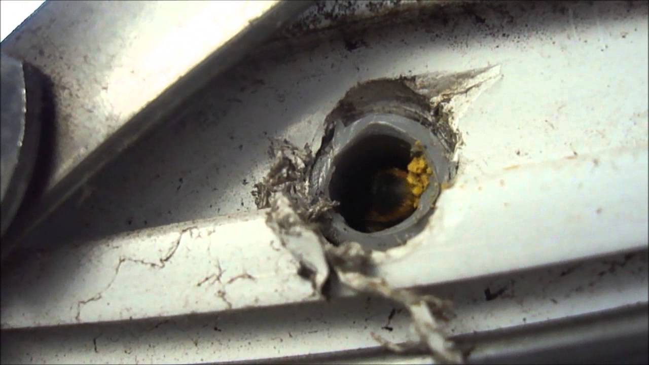 Bee in my window frame - YouTube