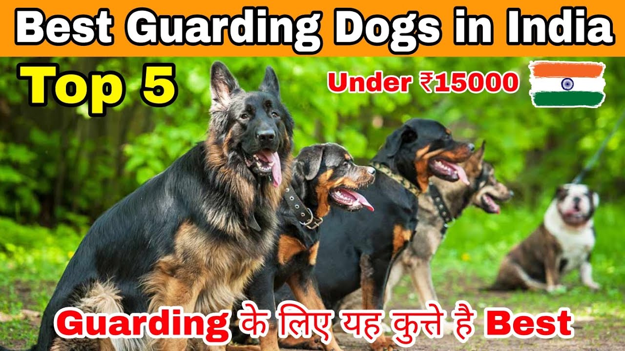 Best Guard Dogs in India | under ₹15000 | in Hindi - YouTube