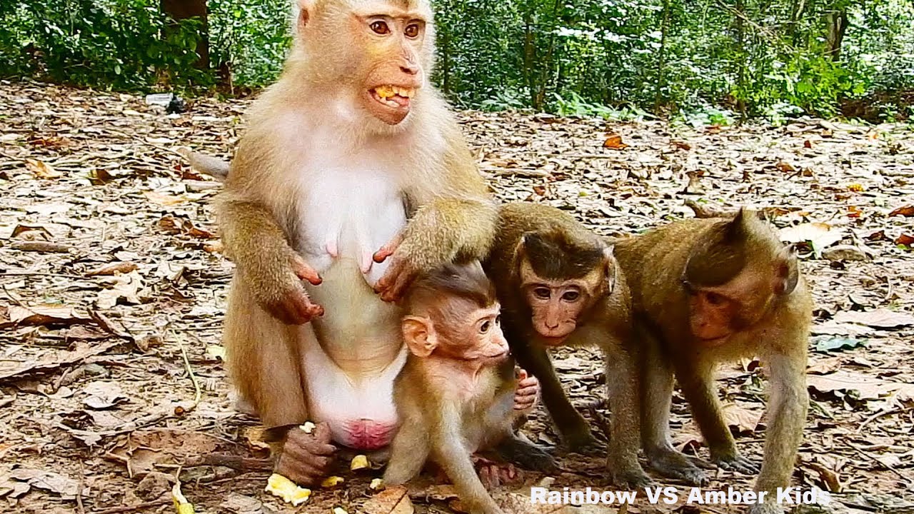 Very Good! Some Amber kid monkeys wanna to play with BB Rainbow - YouTube