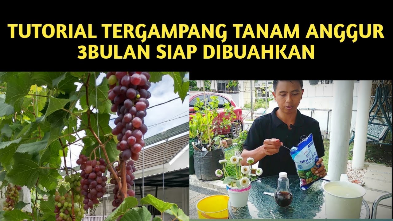 Tips Menanam Anggur Agar Cepat Berbuah Youtube