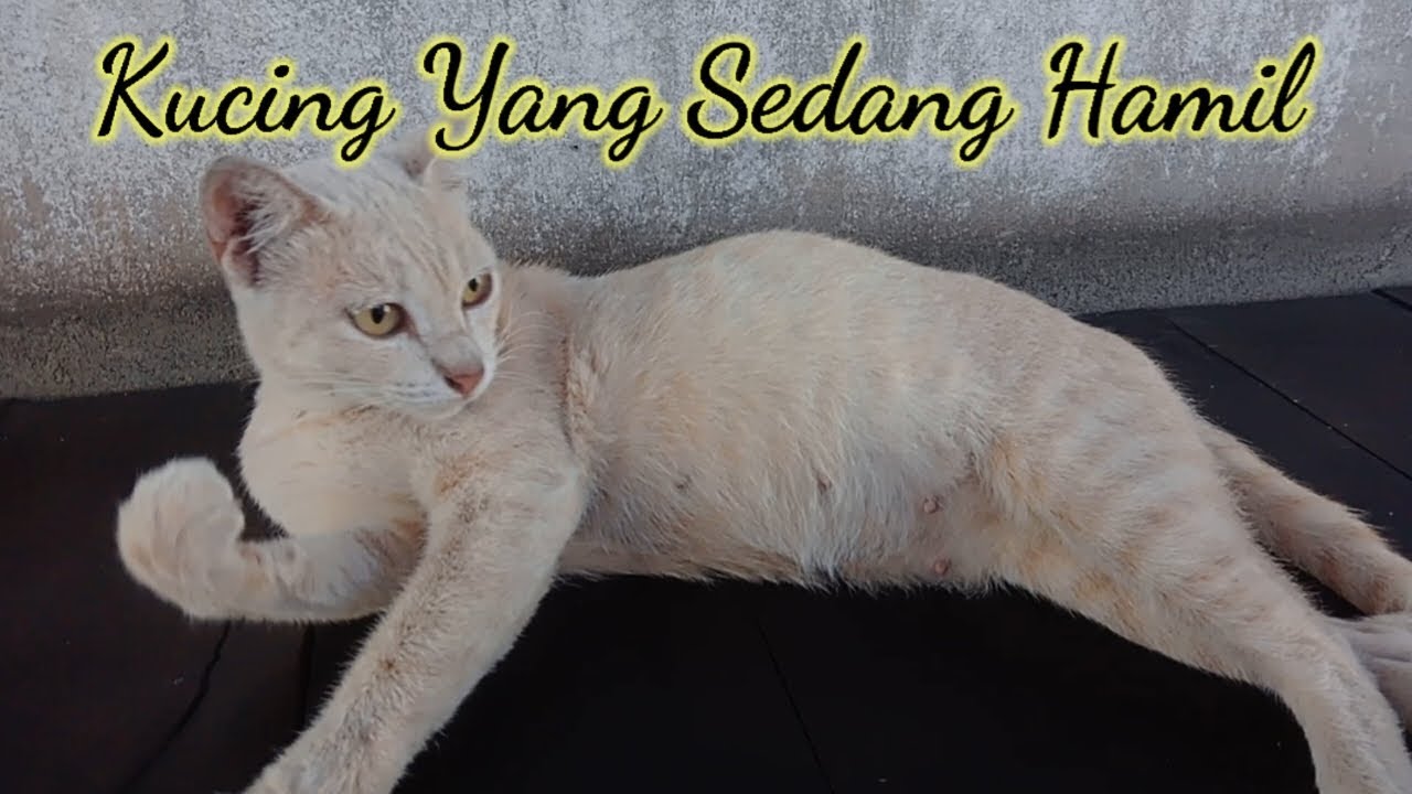 Kucing ini memperlihatkan perutnya yang membesar - YouTube