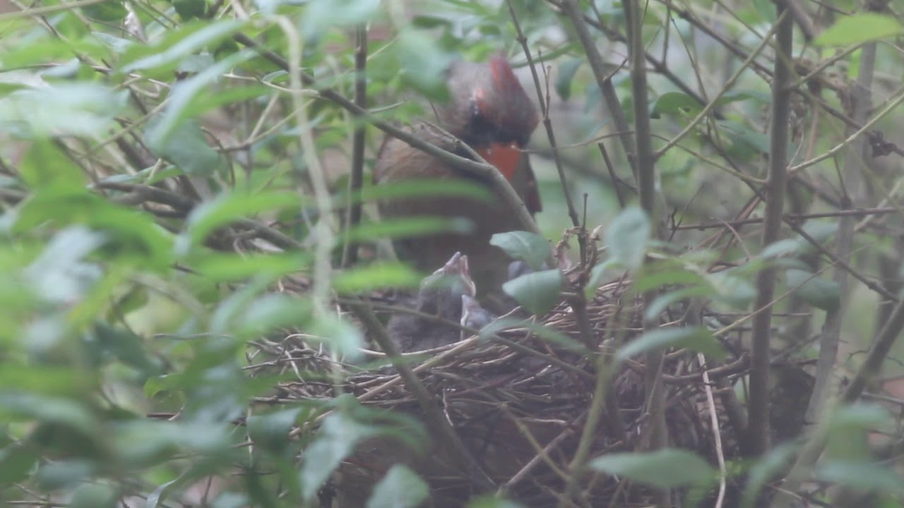 Cardinal Family - YouTube