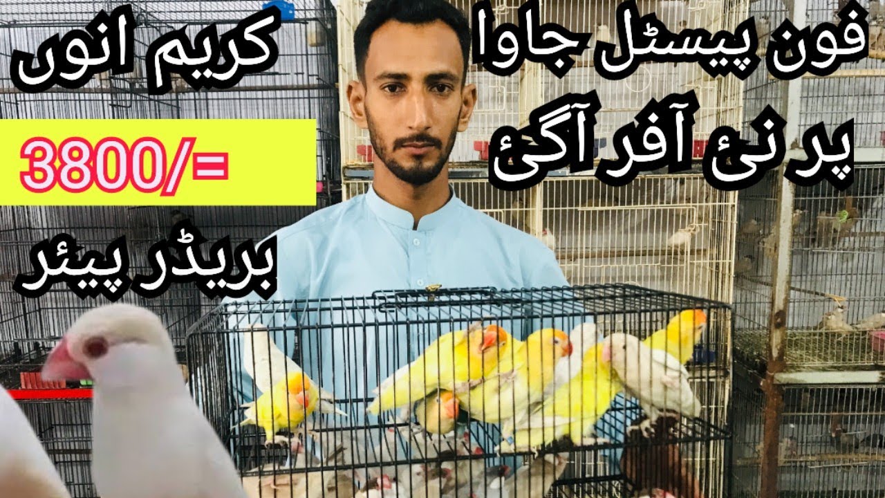 OFFER| FAWN PASTEL JAVA FINCH BREEDER PAIR, FAWN JAVA WITH CHICKS |AND EXOTIC PARROT IN BEST ...