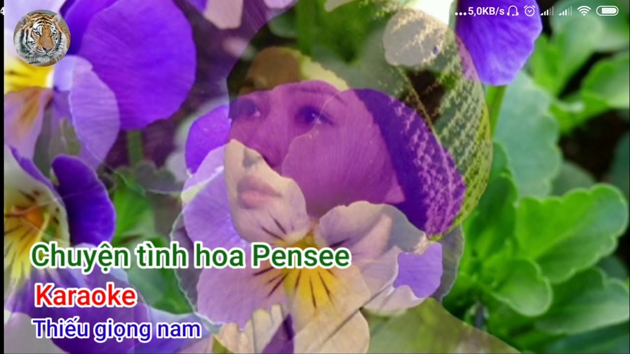 Chuyện tình hoa pensee Tuấn Vũ Giao Linh karaoke thiếu giọng nam - YouTube