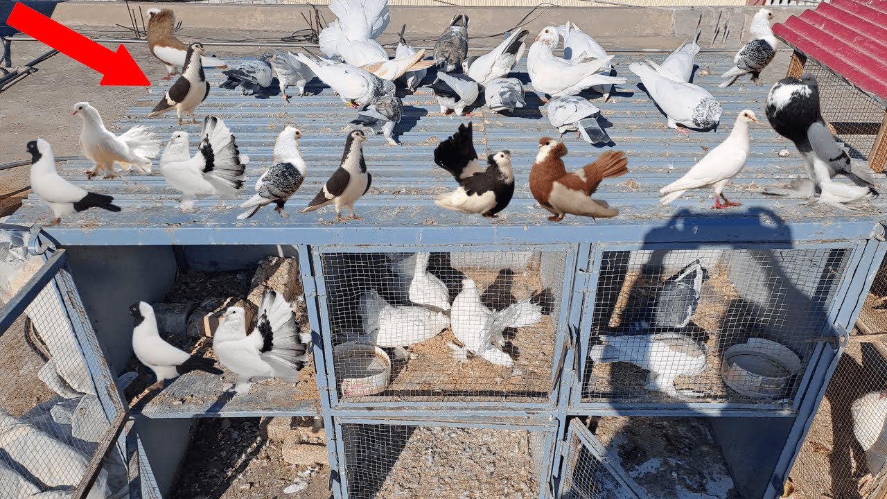 Beautiful Sentient Baby Pigeons Welcome😍 @FancyHenVlogs - YouTube