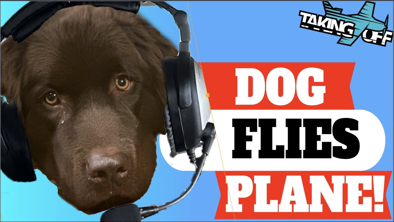 Dog's First Flight! A Flying Newfoundland Puppy with Dan Millican ...