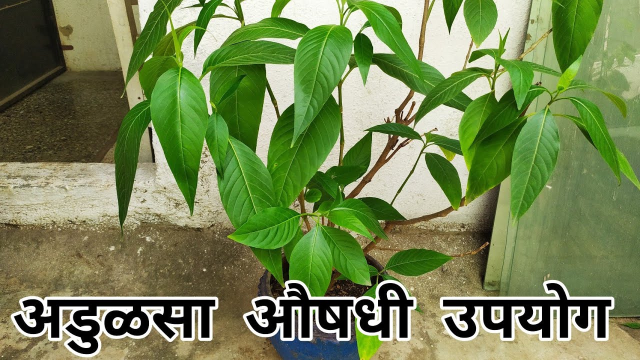 अडुळसा आयुर्वेदिक औषधी फायदे |Medicinal Uses Of Adulsa | Adhatoda ...