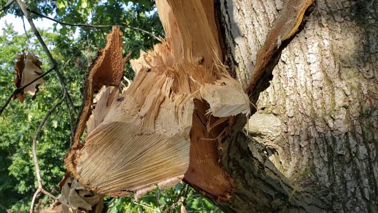 Leave That Stub (why the one third rule for pruning is complete ...