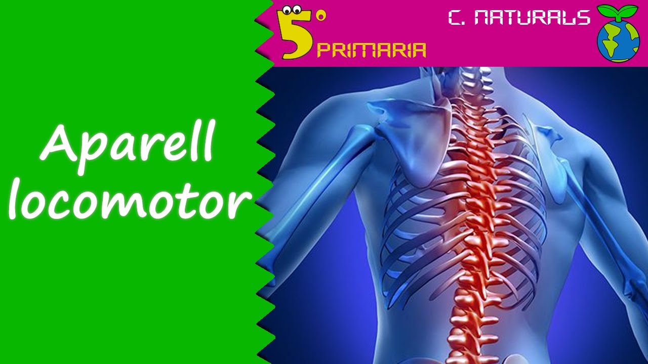 Aparell locomotor. Naturals, 5é Primària. Tema 5 - YouTube