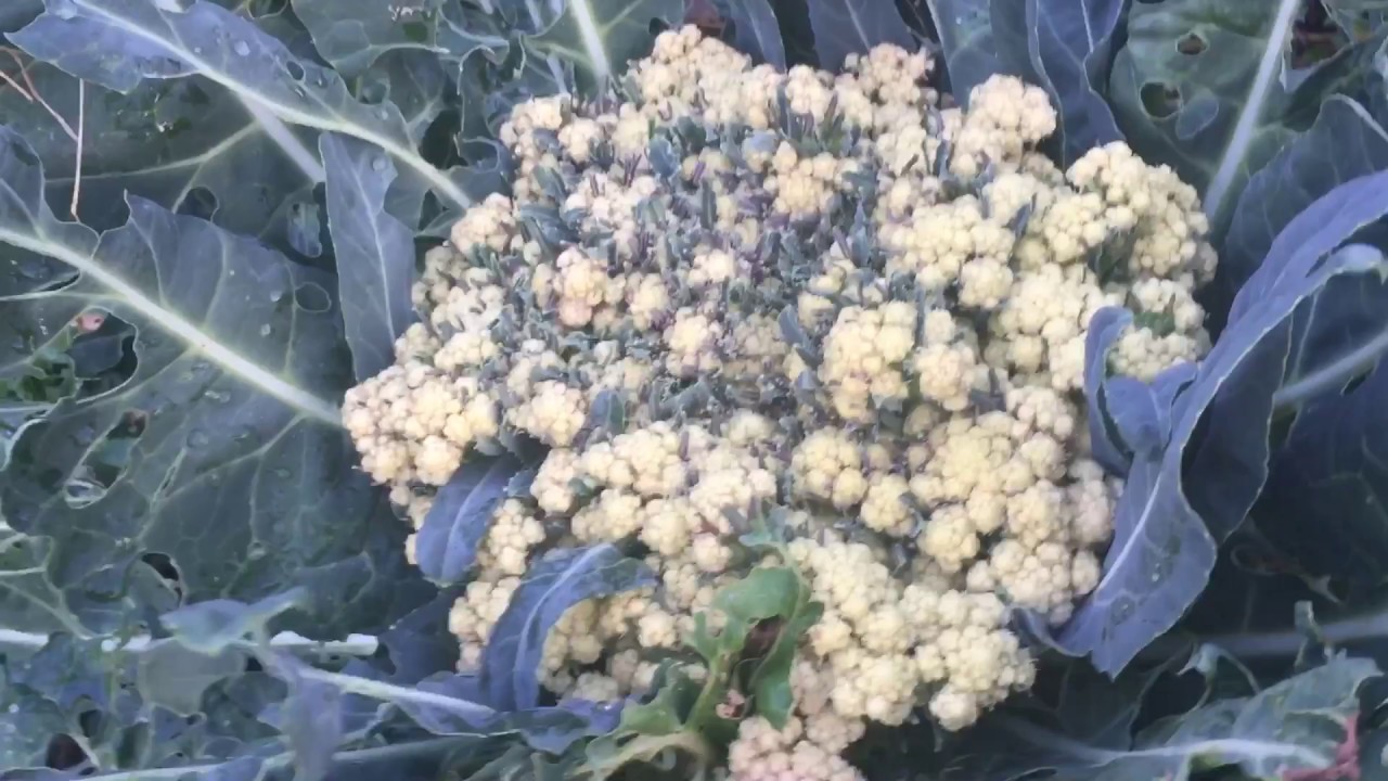 Cosecha de coliflor 2017 - YouTube