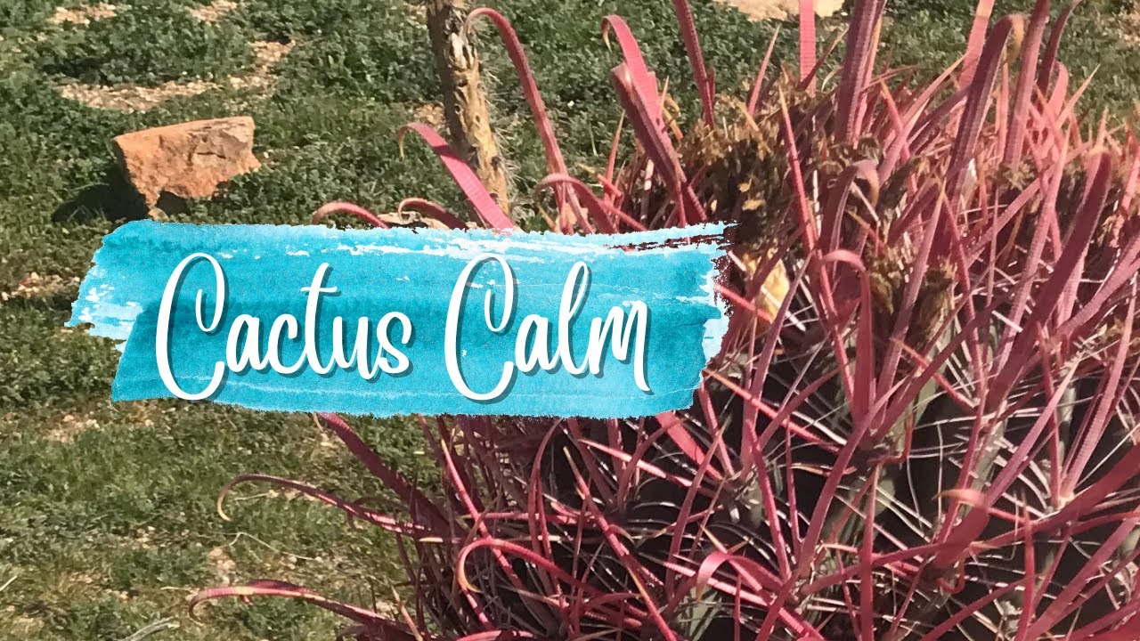 Cactus Calm | 43-minute Relax & Study | Relax Now - YouTube
