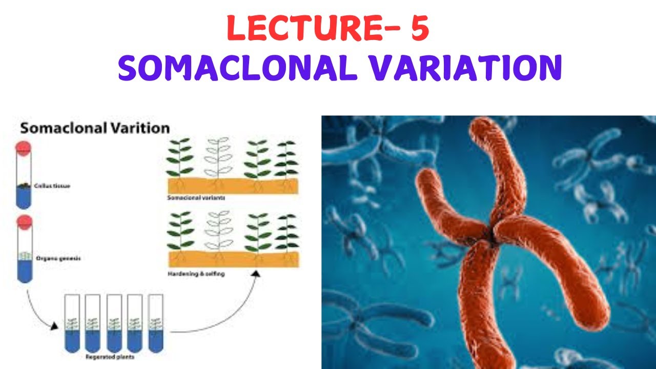 Lecture 5: What is Somaclonal Variations ? || MECHANISM || || GENE ...