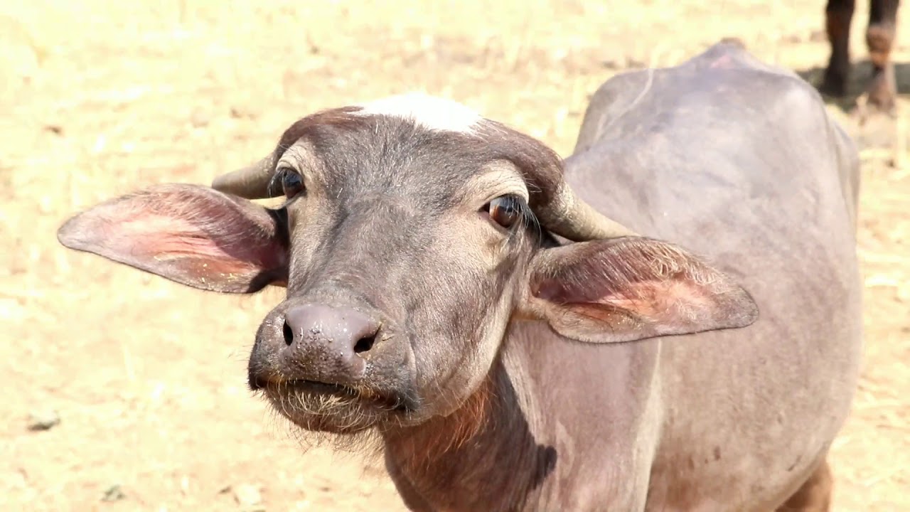 Buffalo Video with Sound | BUFFALOS videos specially made for Farmers ...