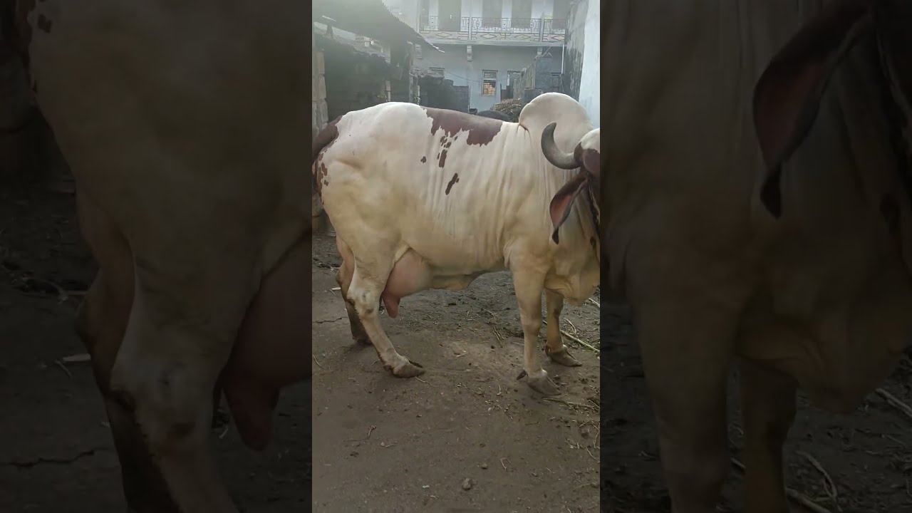 Basim Khan Gir Cow Buyer And Seller From Rajkot Contact Number Basim Khan Gir Cow Buyer And Seller From Rajkot Contact Number