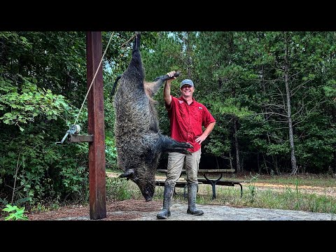 Trapped a LARGE boar hog rooting up an older woman’s back yard. - YouTube