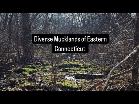 Diverse Mucklands of Eastern Connecticut - YouTube